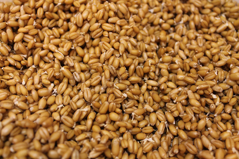 USA Non-GMO Organic Grains Use Ancient Growing Methods – Cottage Craft ...