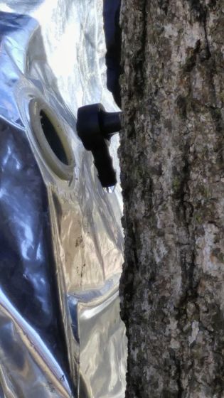 Maple Syrup Collection Bags